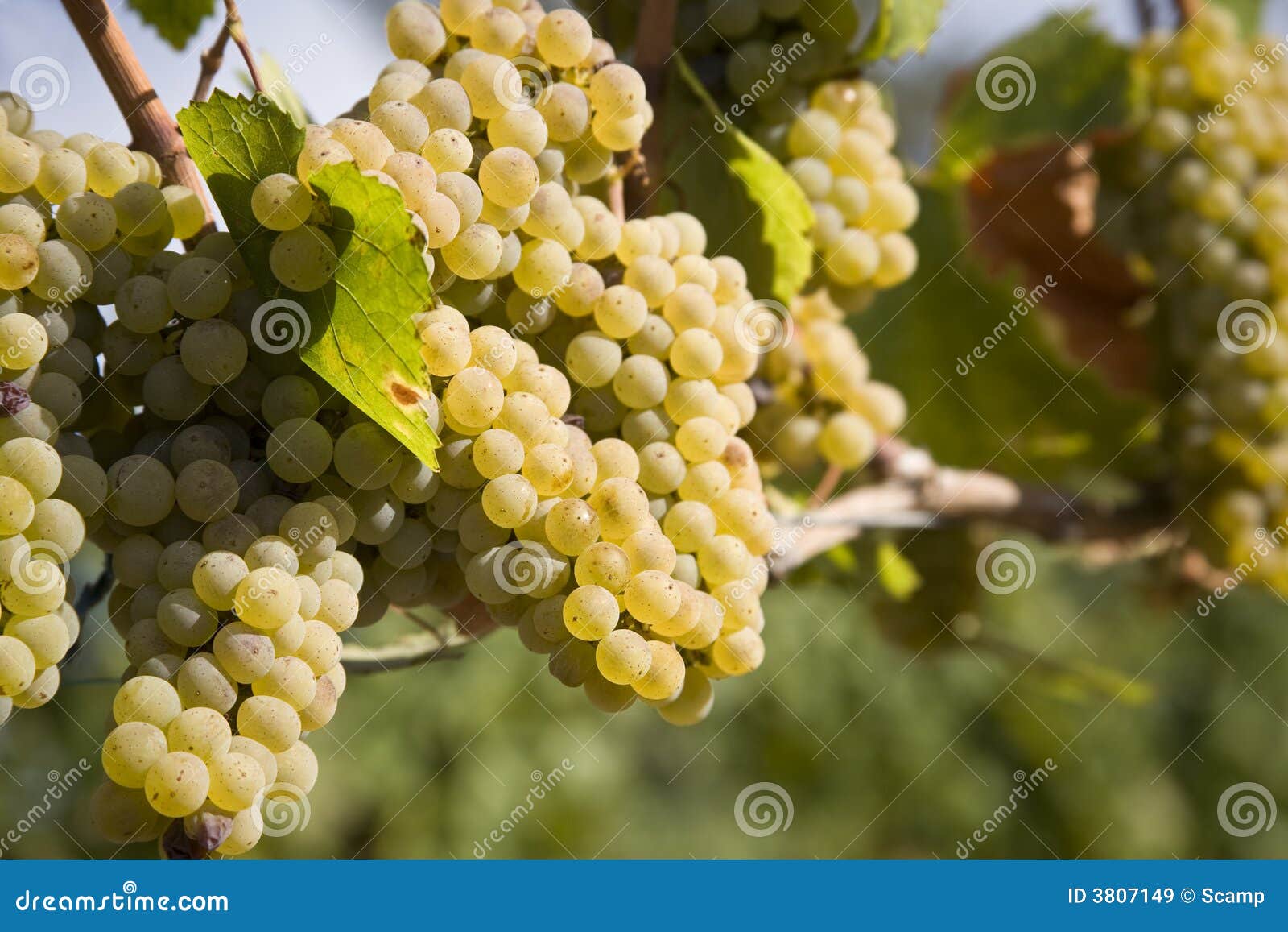 Chardonnay Grapes in Vineyard Stock Image - Image of chardonnay, winery ...