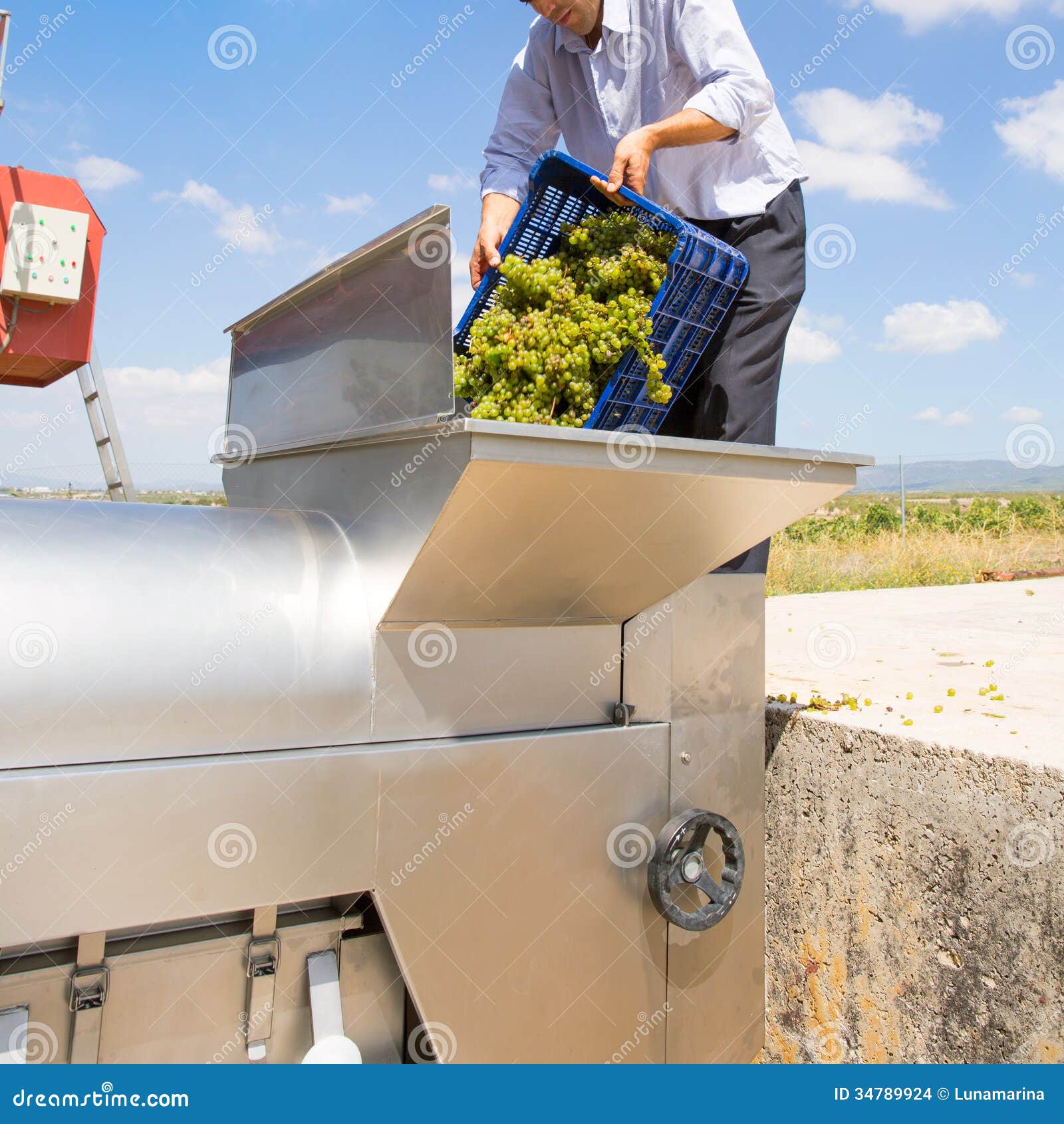 Chardonnay Wine Grapes Winemaker in Destemmer Stock Photo - Image of ...