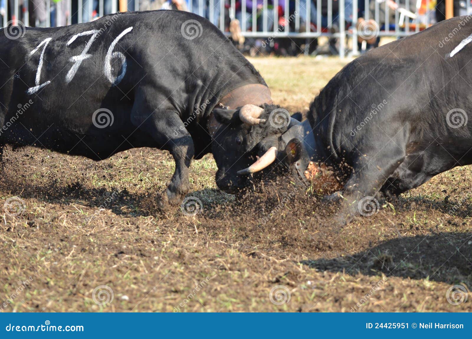 Fighting Cows Royalty-Free Stock Image | CartoonDealer.com #45345490