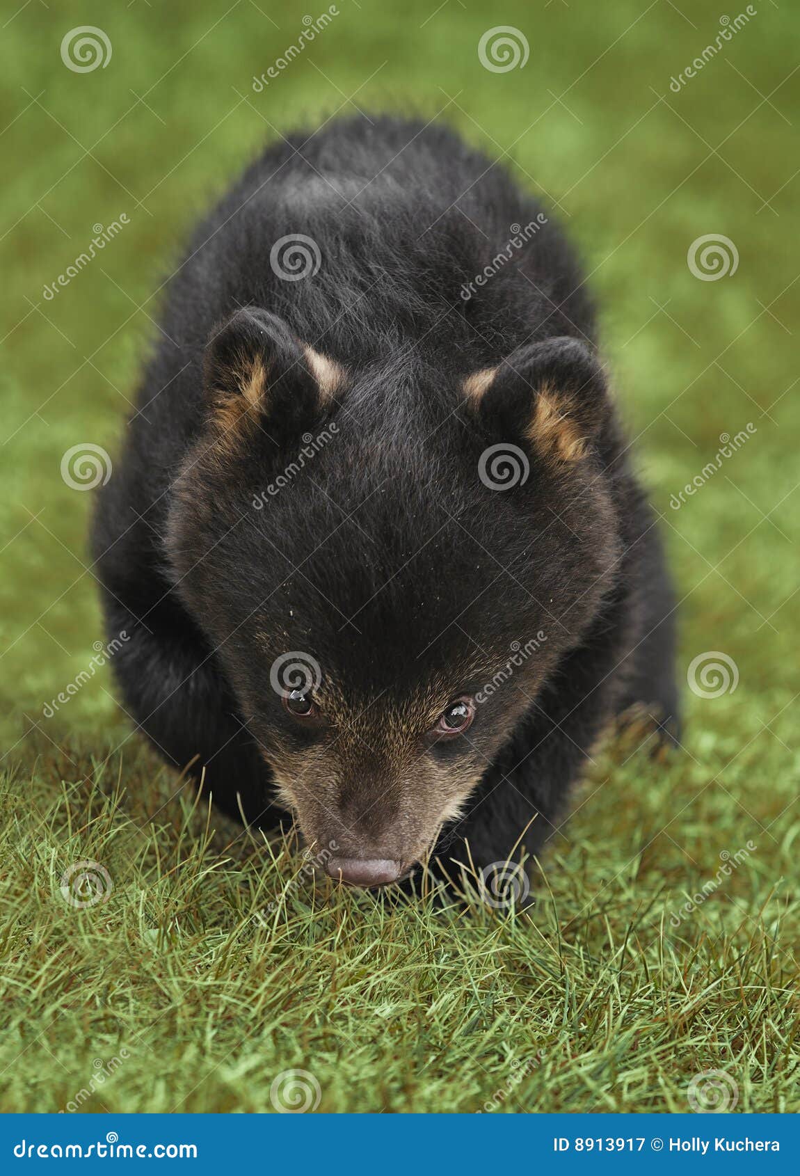 Charging Black Bear Cub stock image. Image of ursus, creature - 8913917