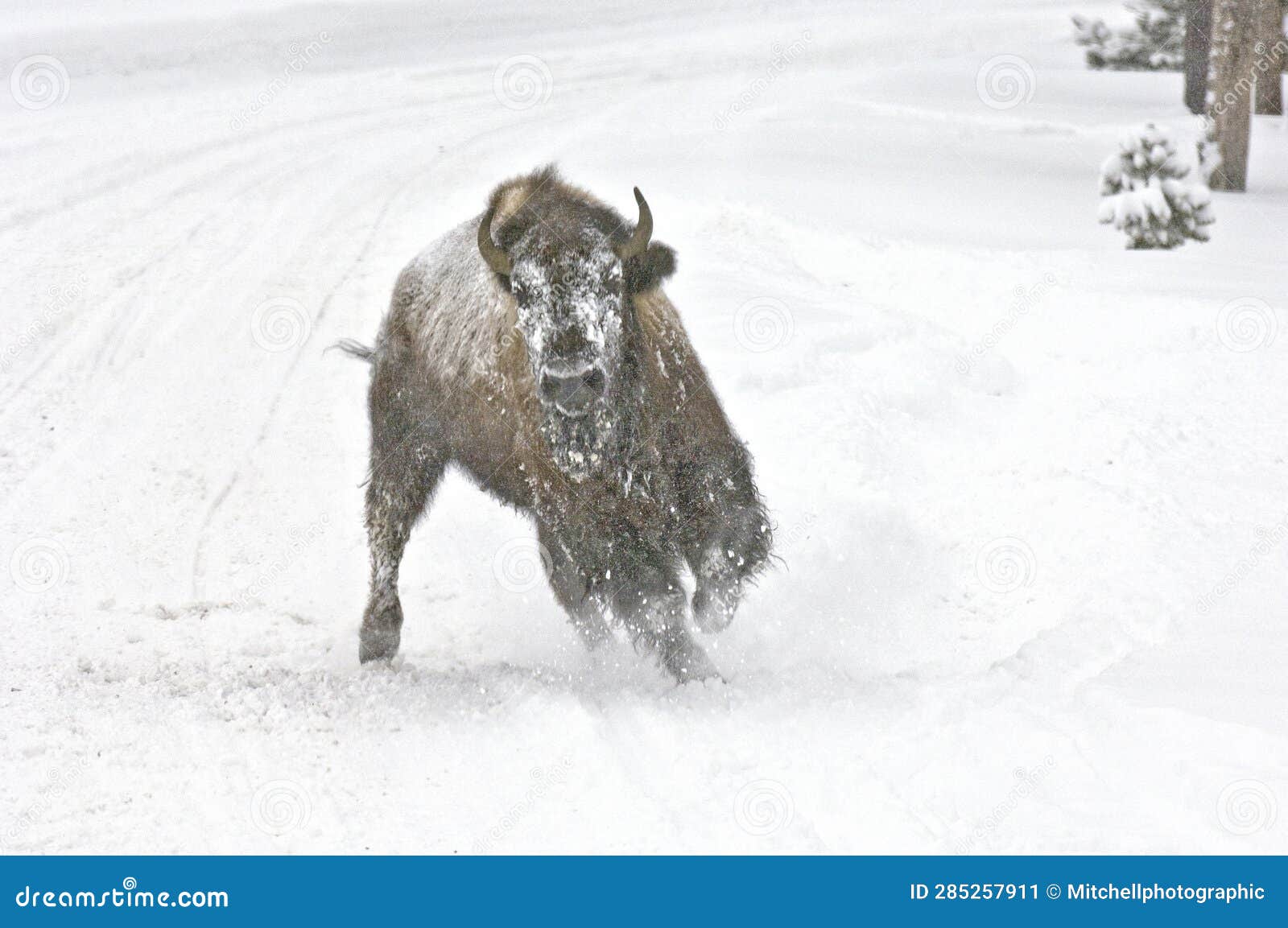 Charging Buffalo stock image. Image of national, snowy - 285257911