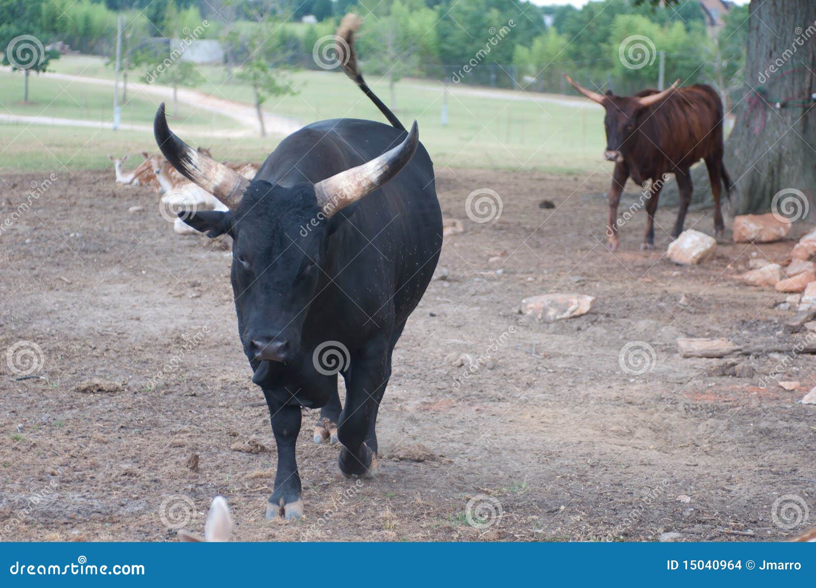 Charging Bull stock photo. Image of head, furry, full - 15040964