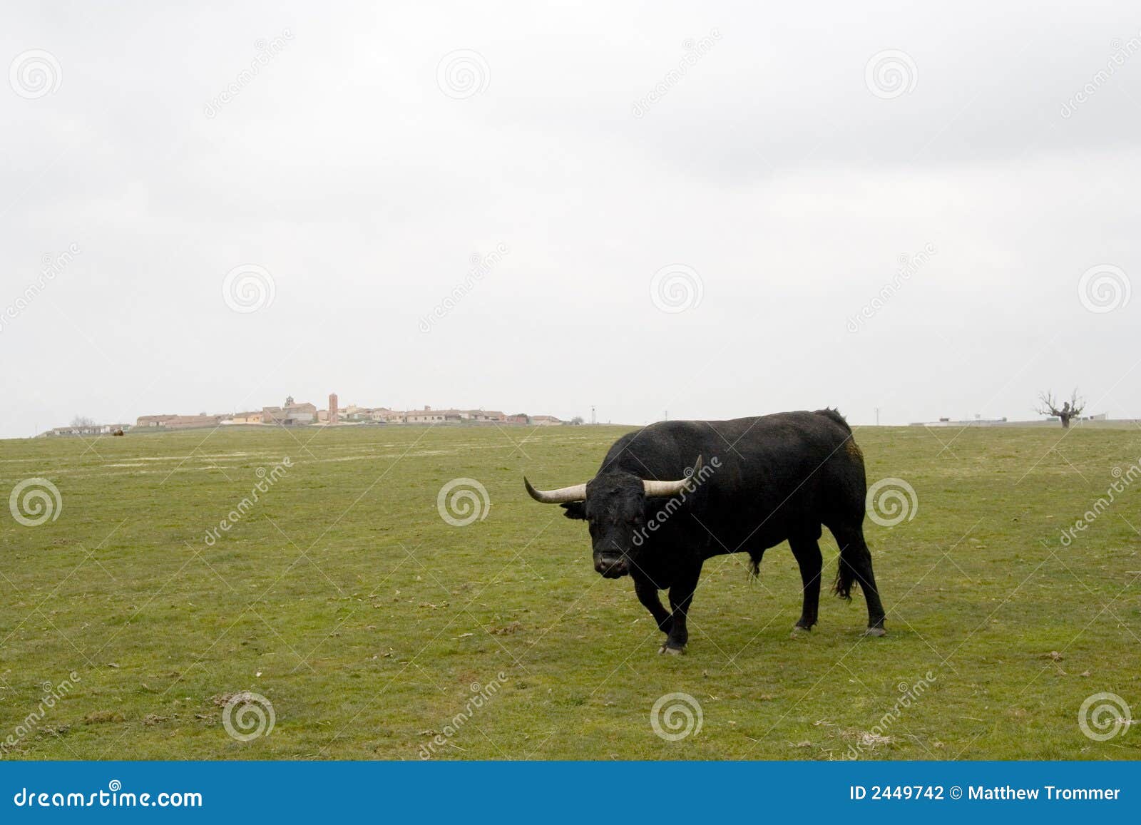 Charging Bull stock photo. Image of spain, spanish, salamanca - 2449742