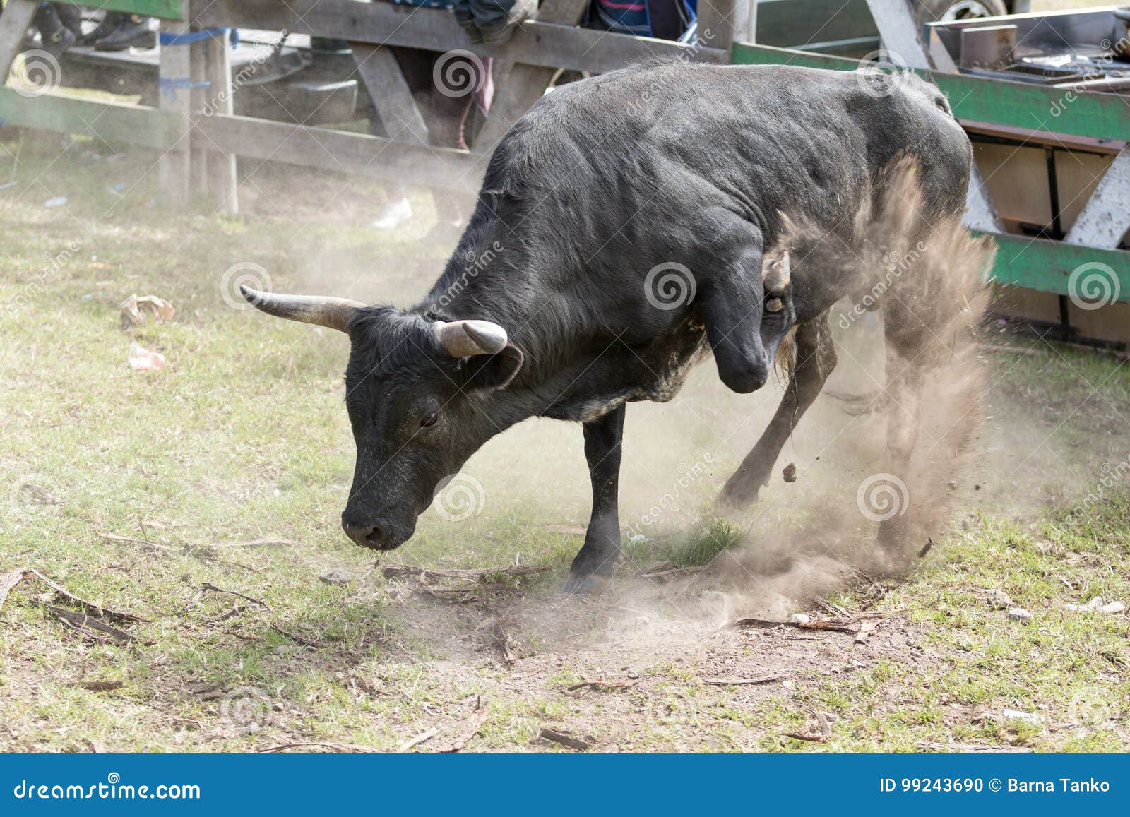 Rodeo Bull Charging