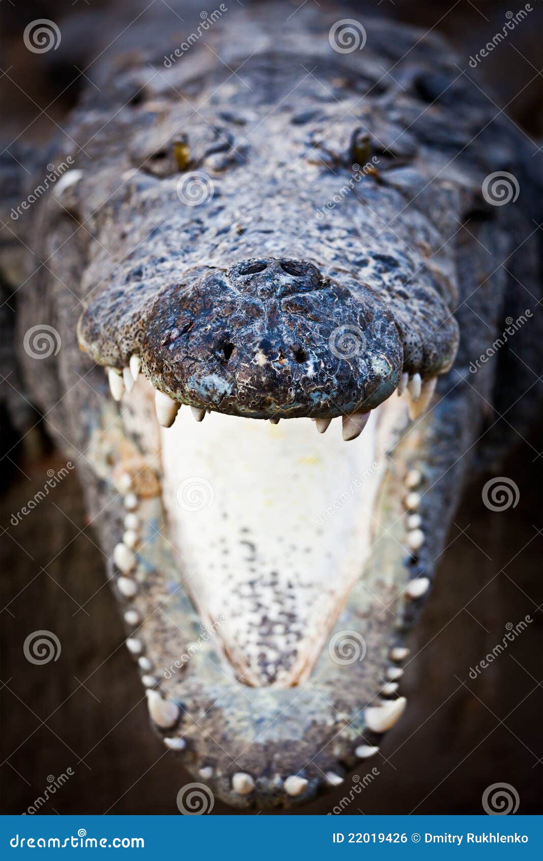 The Jaws Of The Dog Royalty-Free Stock Photography | CartoonDealer.com ...