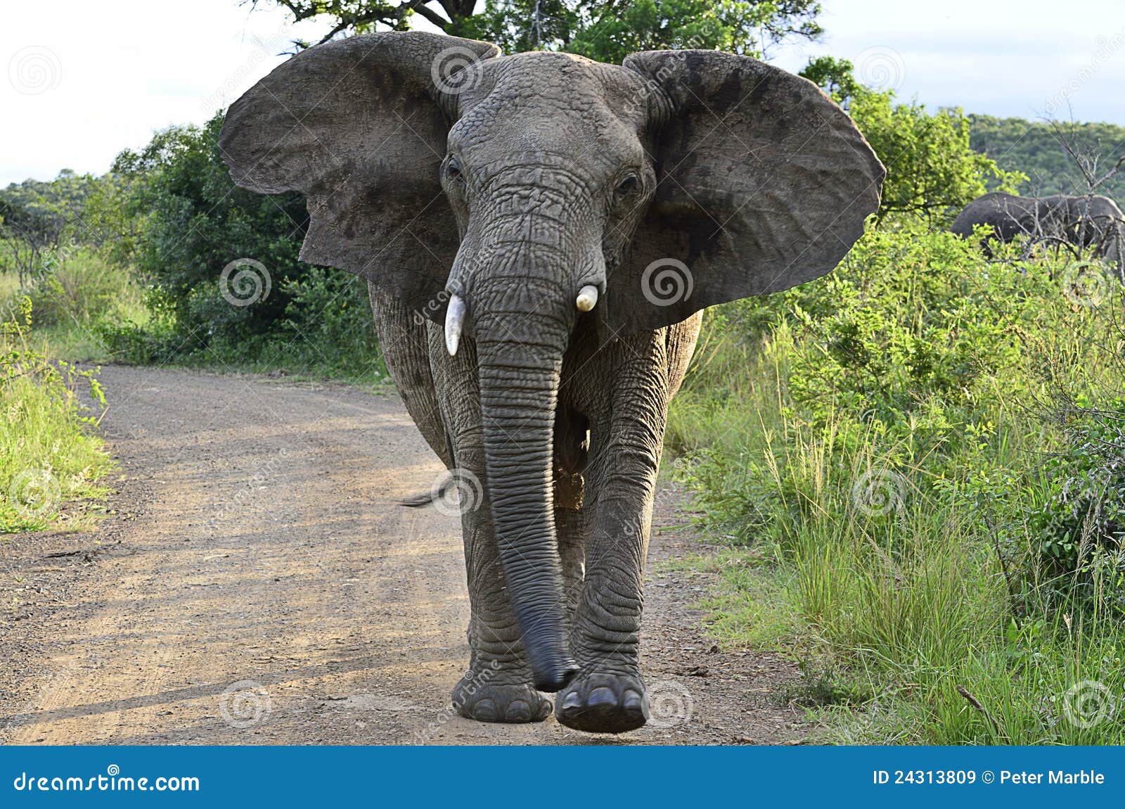 Charging Elephant stock image. Image of endangered, wildlife - 24313809