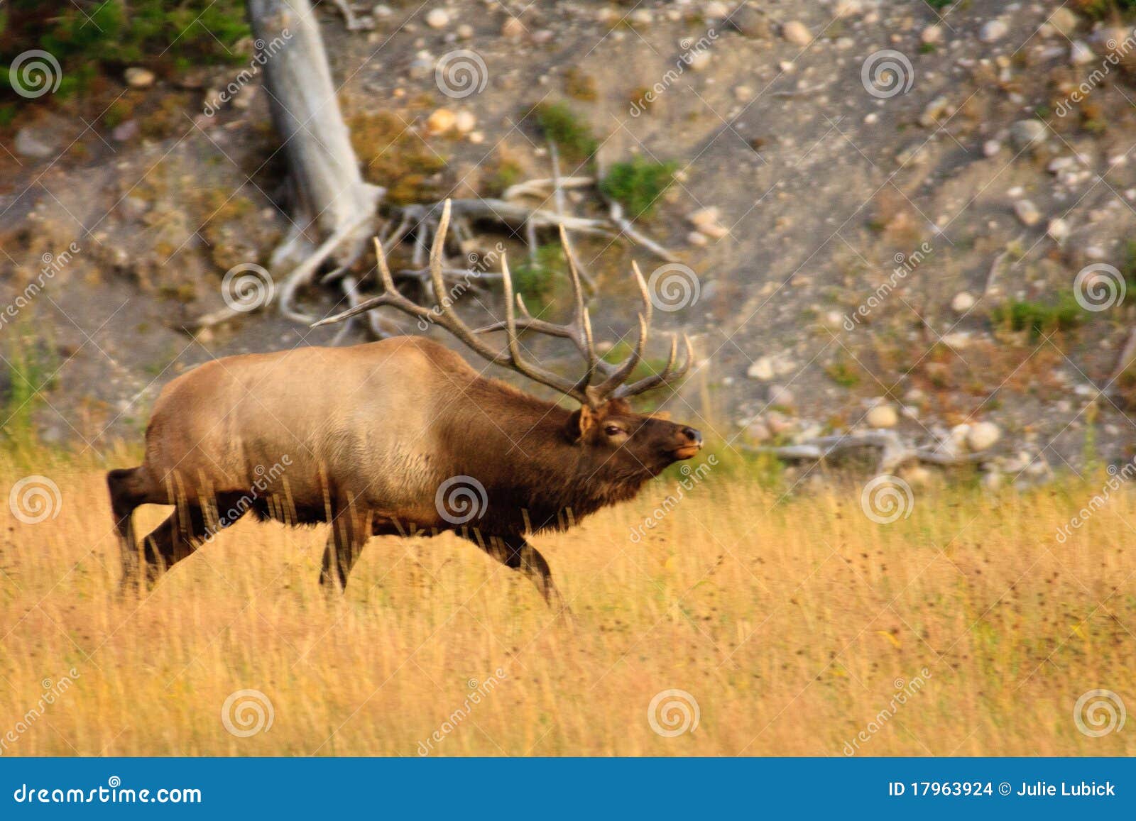 Charging Elk stock photo. Image of outdoor, landforms - 17963924