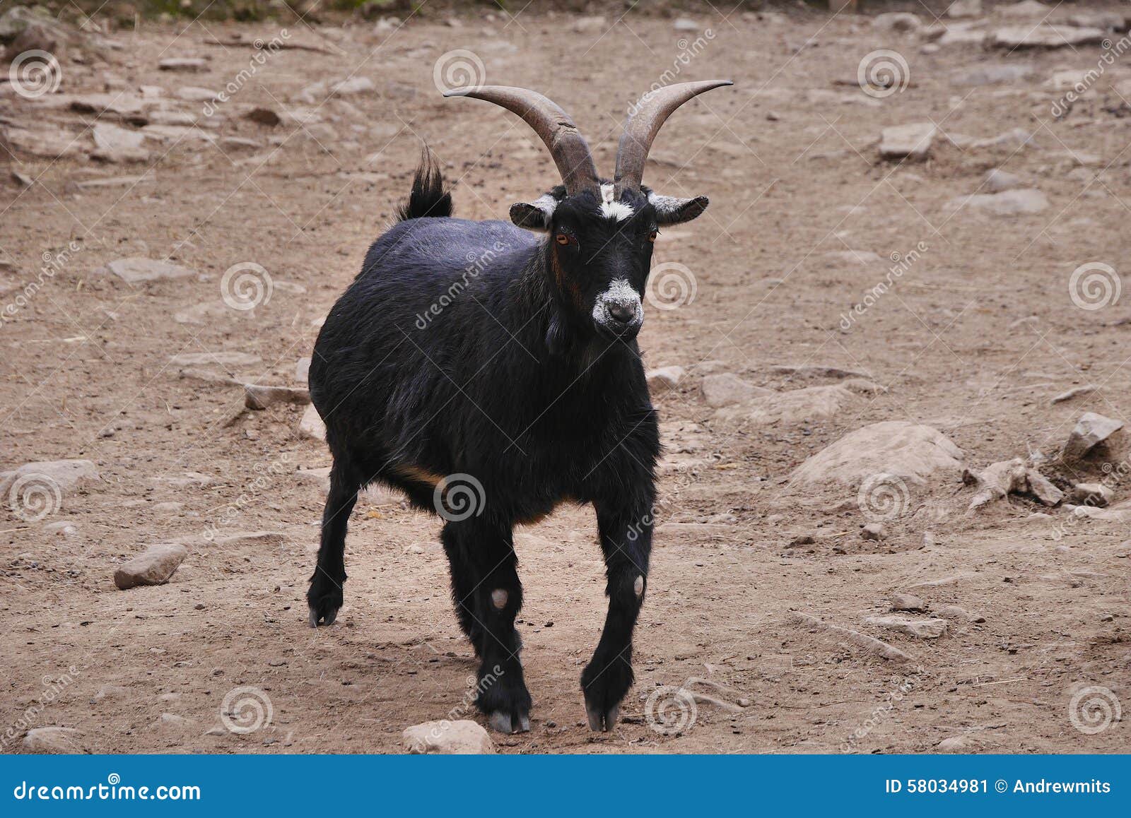 British Alpine Goat