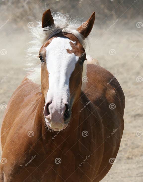 Charging Horse stock image. Image of wide, strength, white - 4903215