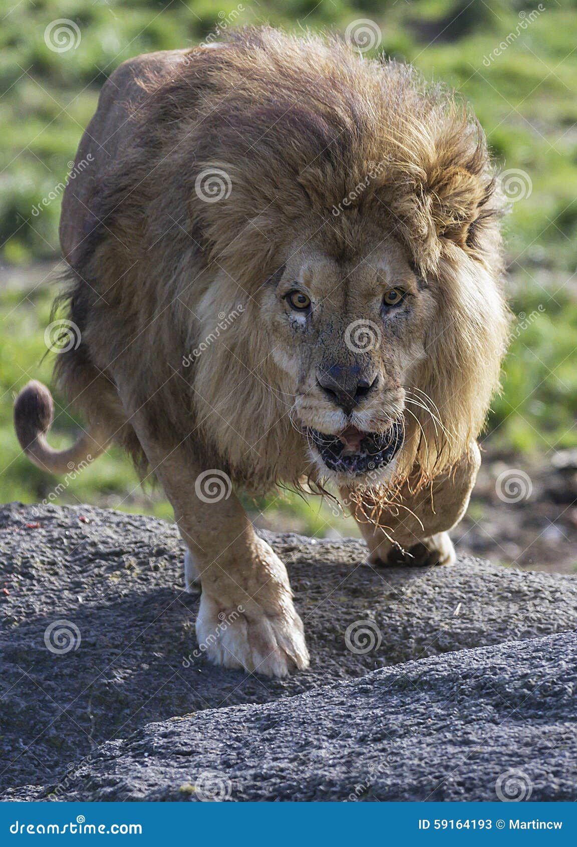 Charging lion stock image. Image of feeding, cats, prowling - 59164193