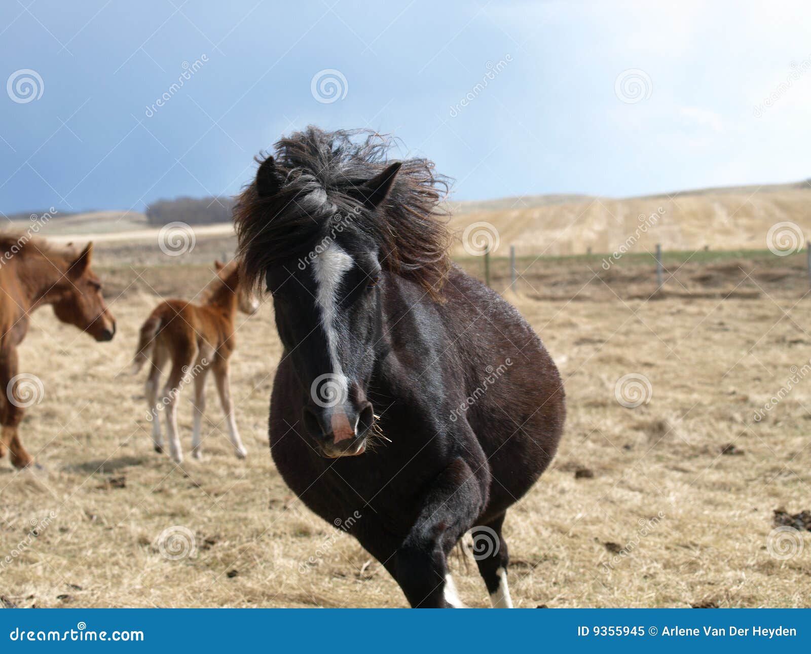 Charging stalion stock image. Image of horse, meadow, mare - 9355945