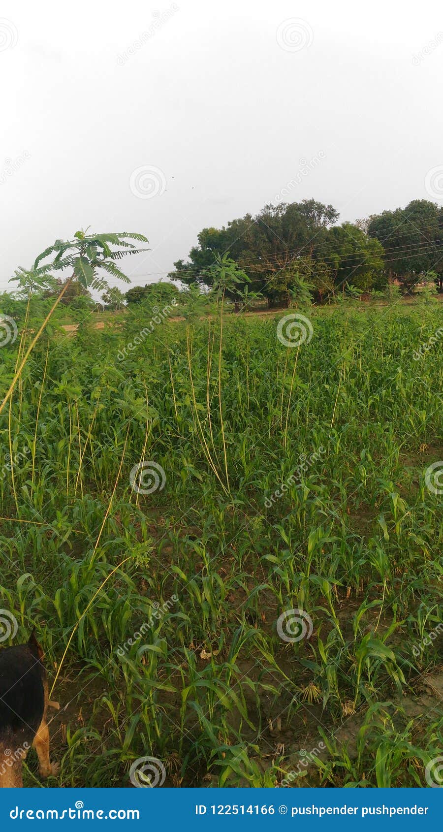 Chari stock photo. Image of field, chari, farms, natural - 122514166