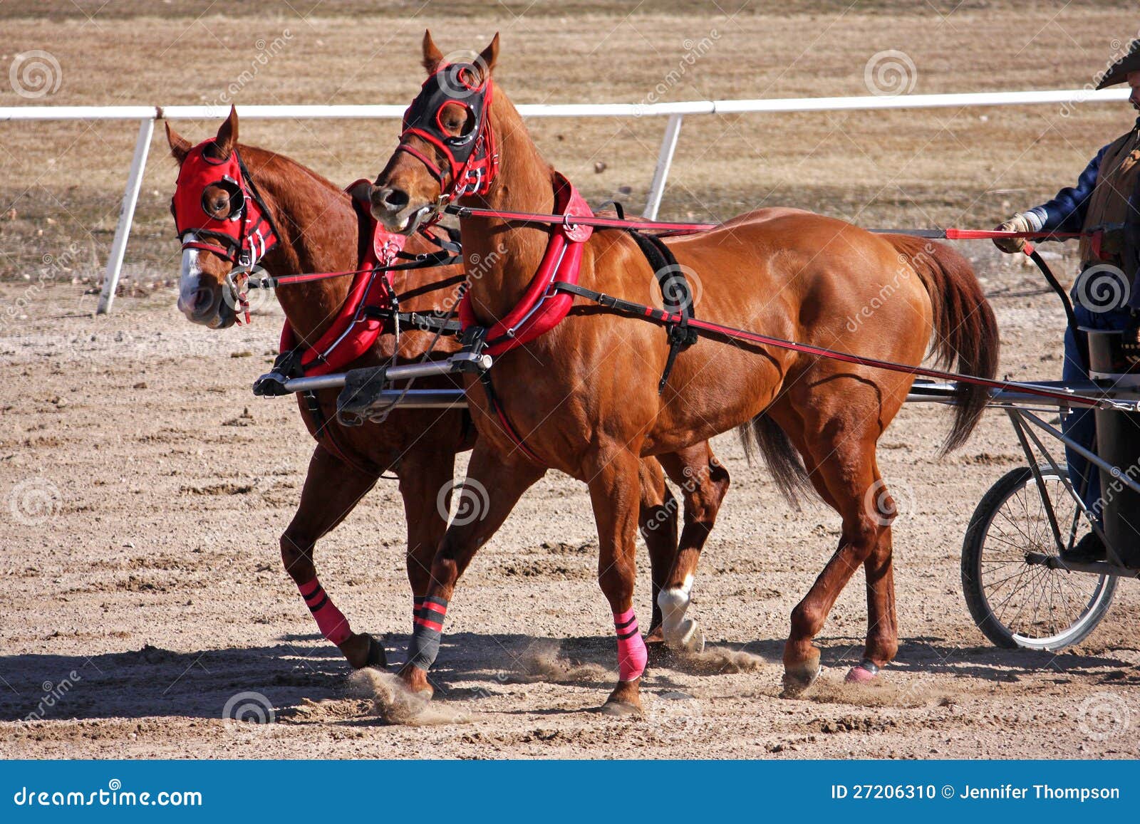 Chariot racing stock photo. Image of competition, sand - 27206310