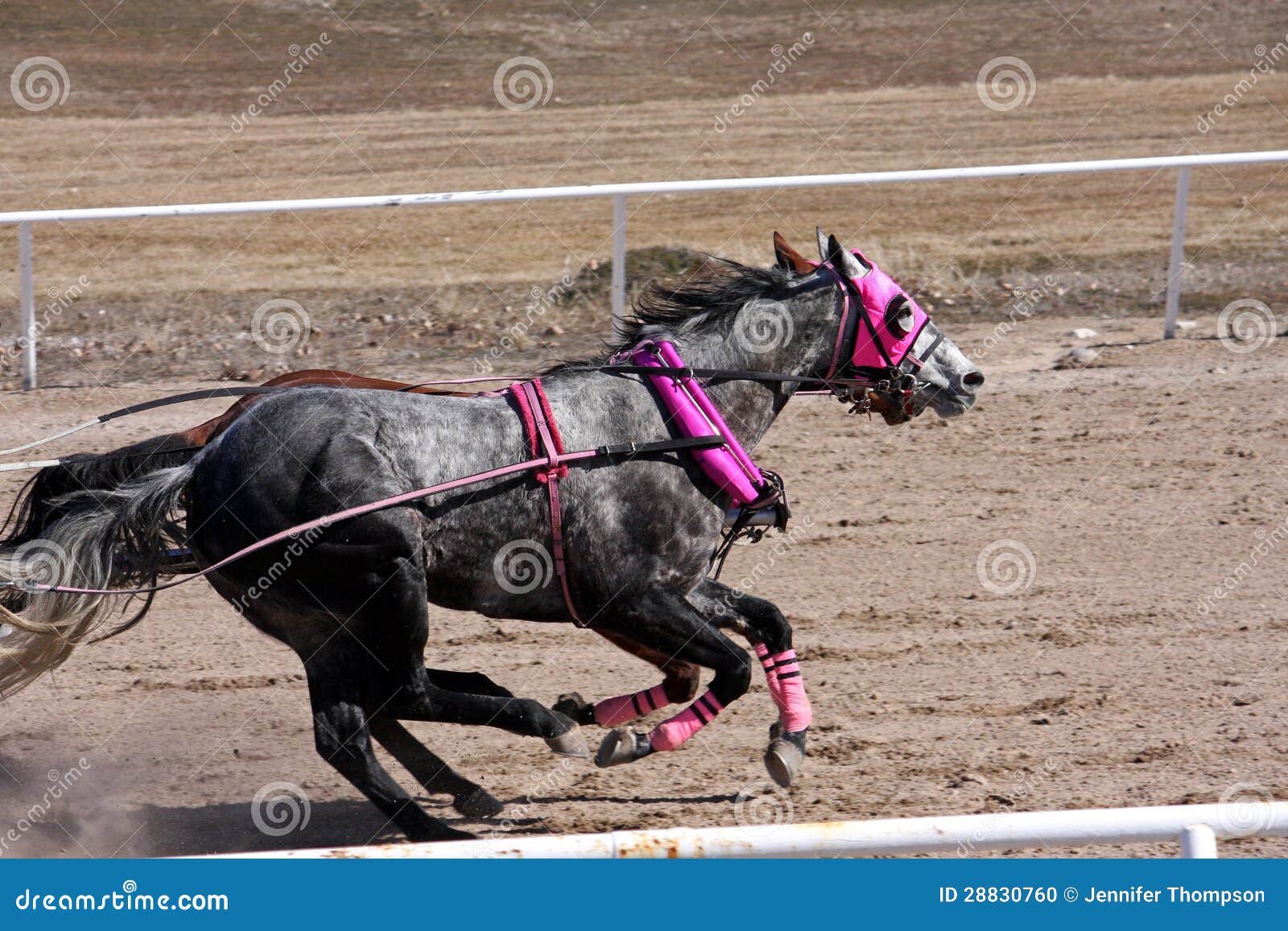 Chariot racing stock photo. Image of sport, horses, utah - 28830760