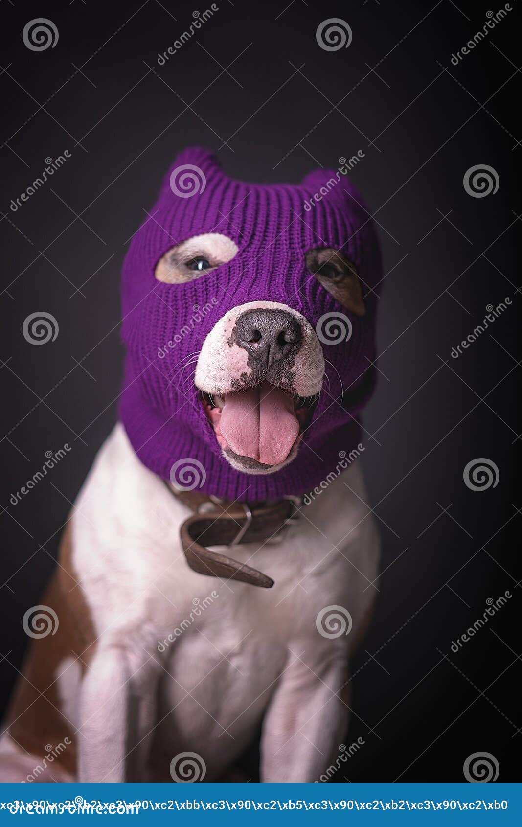 Amstaff Bandit stock image. Image of mask, cartoon, bandit - 260877873