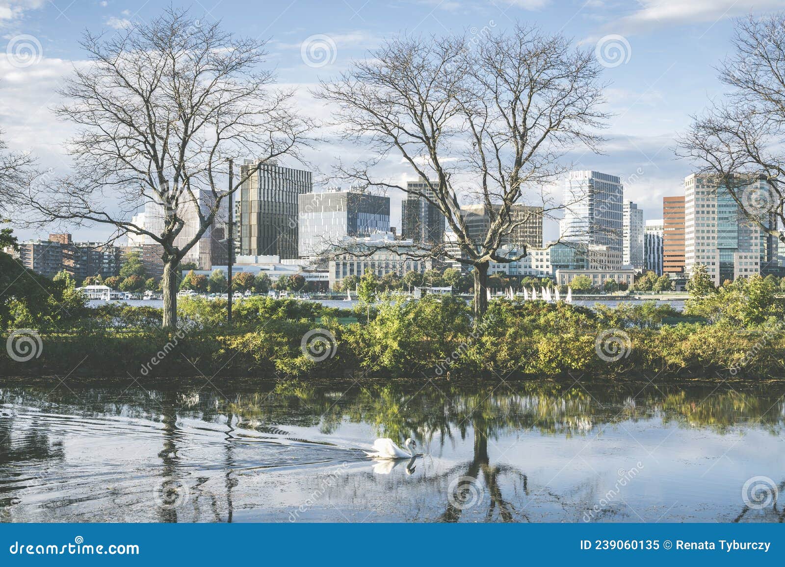 Charles River Esplanade in Boston with Reflection of Trees in the Water ...