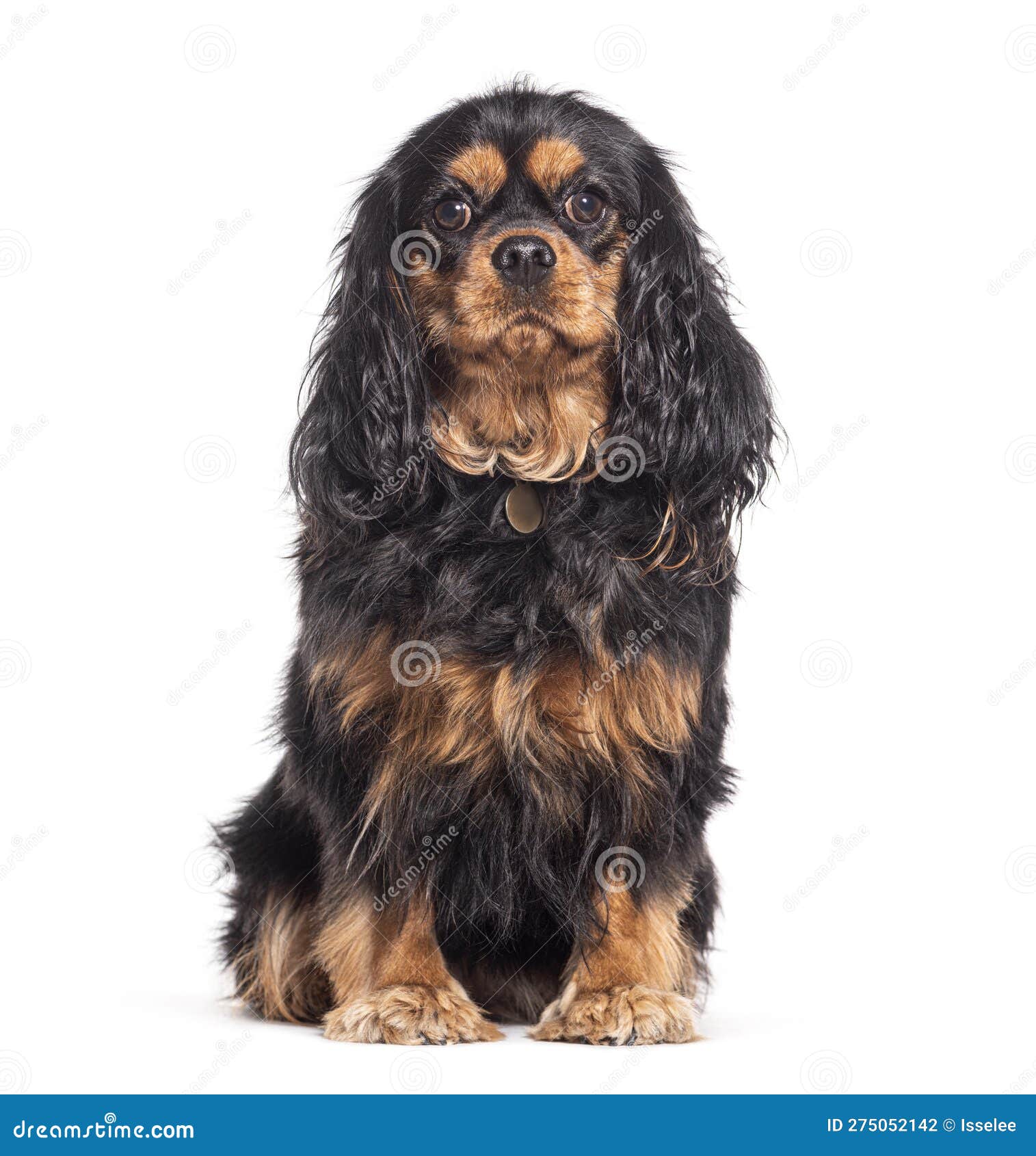 Charles Spaniel, Rey Cavernoso, Aislado En Blanco Foto de archivo ...