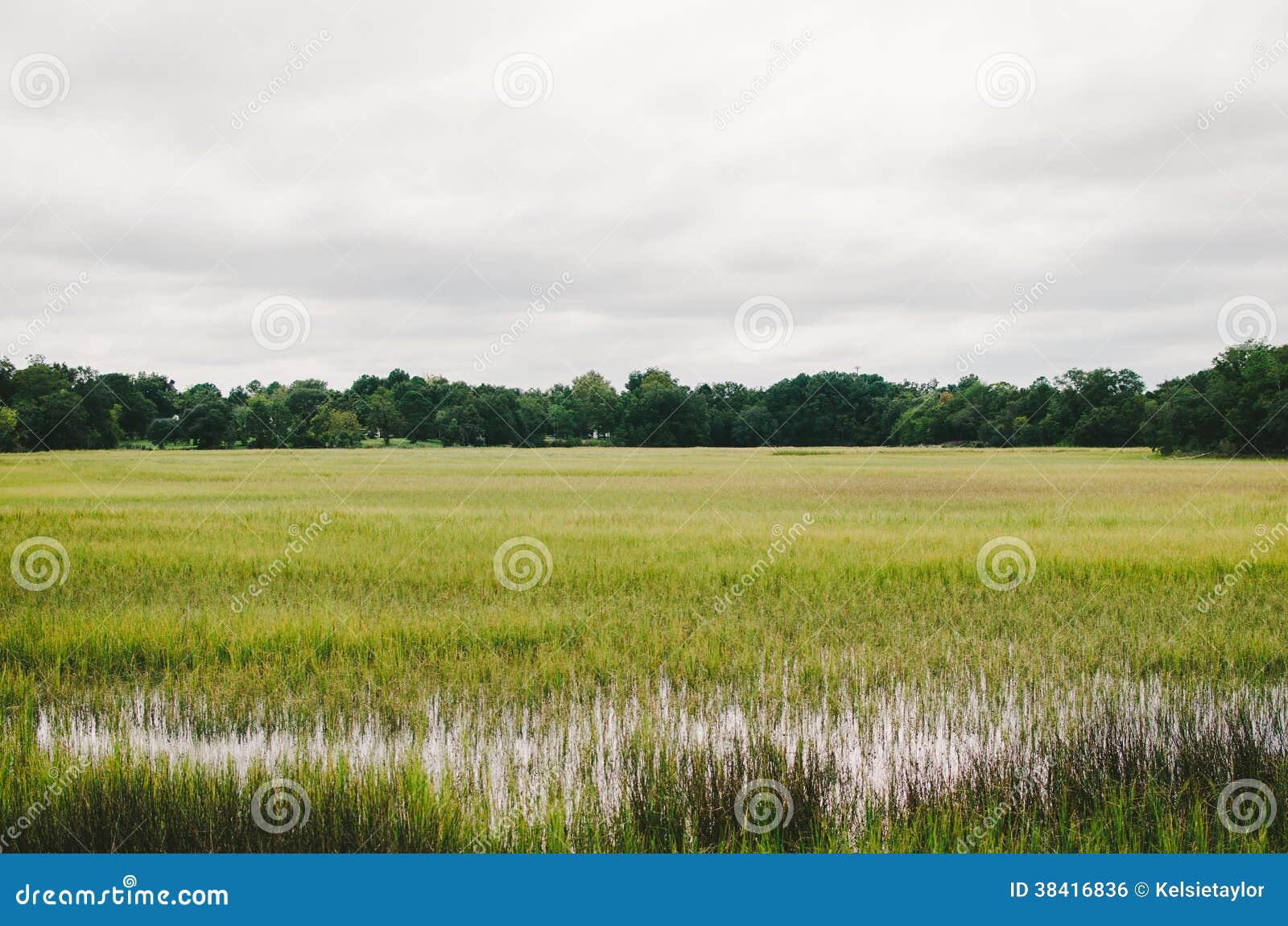 Charleston Marsh stock photo. Image of tree, green, grass - 38416836