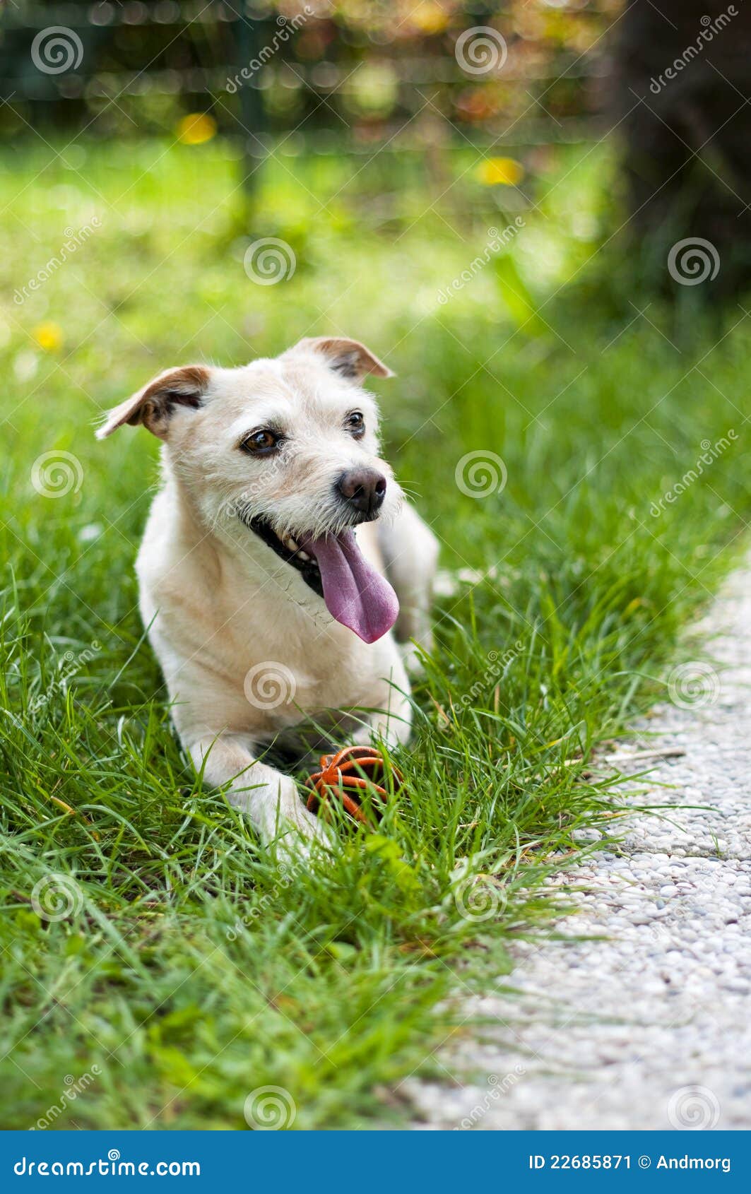 Charlie dog stock image. Image of grass, horizontal, play - 22685871