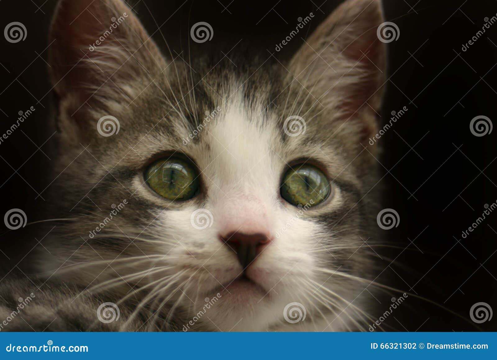 Charlie the Kitten stock photo. Image of kitten, snout - 66321302