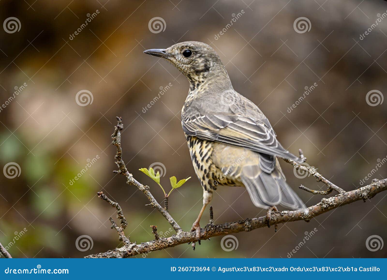 Charlo Thrush or Turdus Viscivorus, Bird of the Order Passeriformes ...