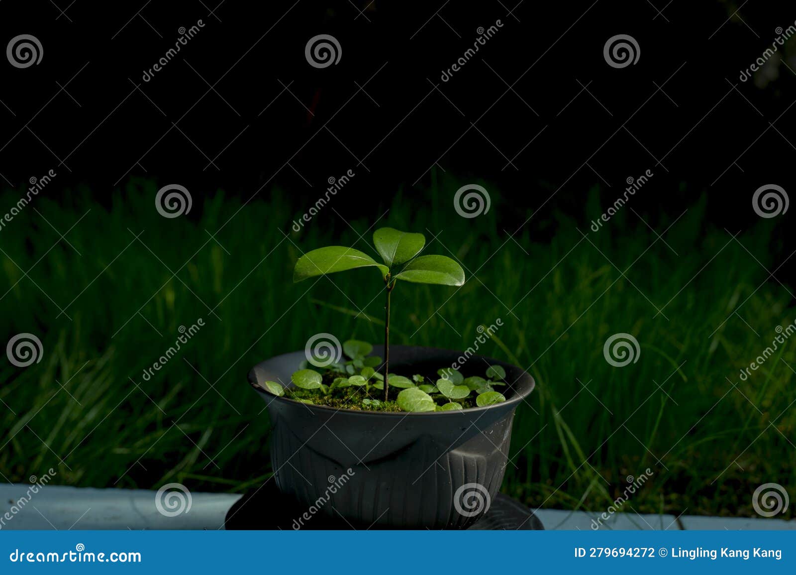 The Charm of Green Plants is Infinite Stock Photo - Image of ...
