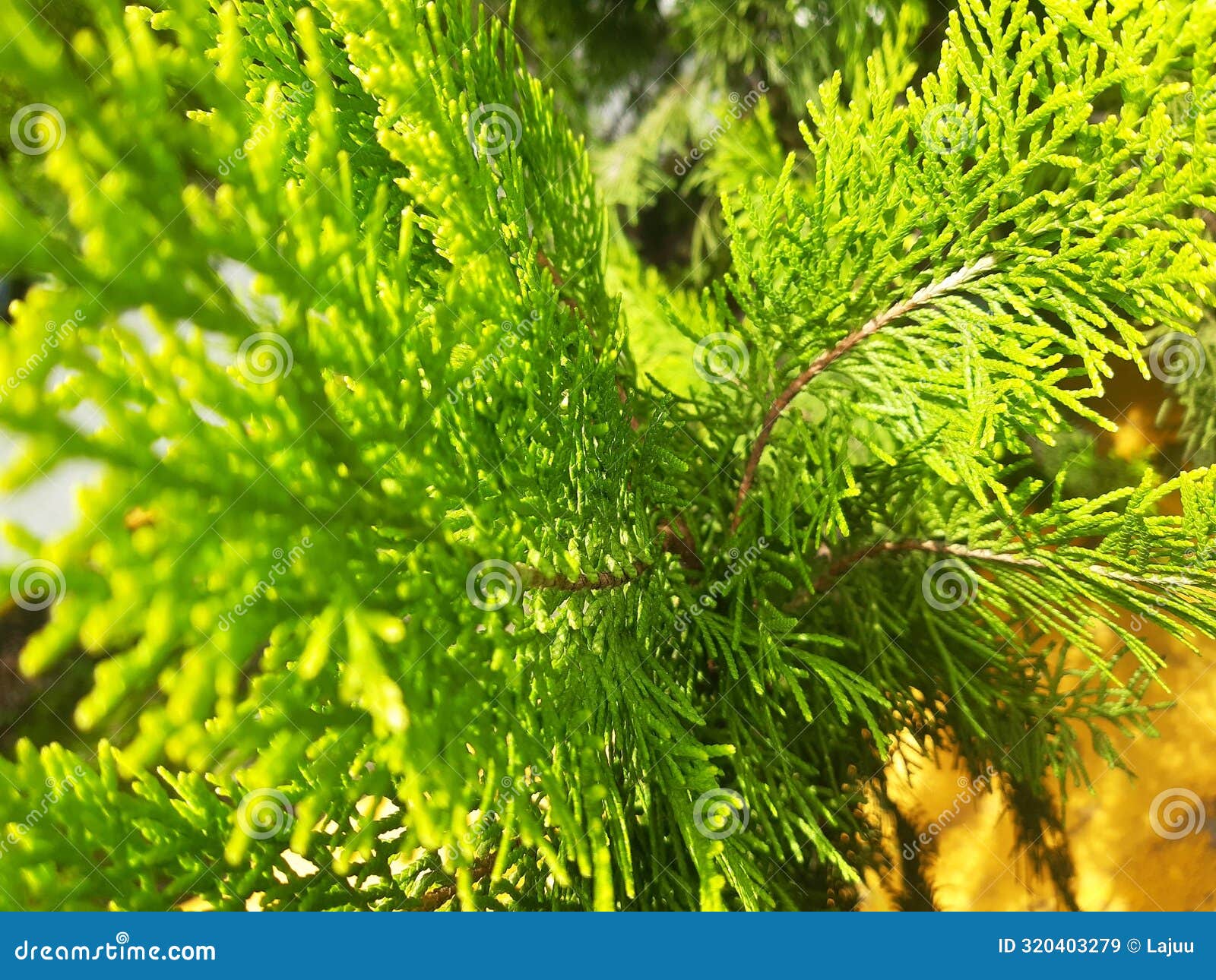 The Charm of an Ornamental Pine Tree on the Side of the Road Stock ...