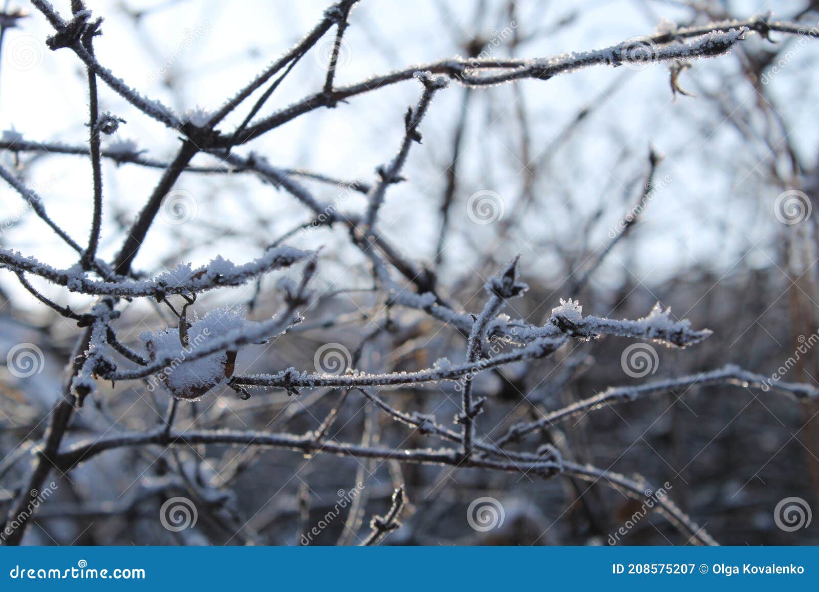 The charm of winter stock image. Image of autumn, freezing - 208575207