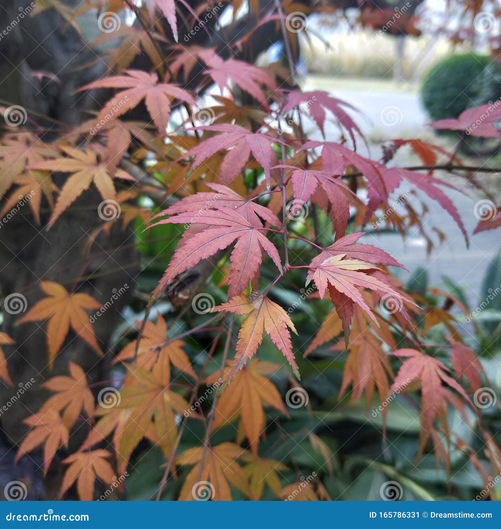 Charming autumn maple lea stock image. Image of leaves - 165786331