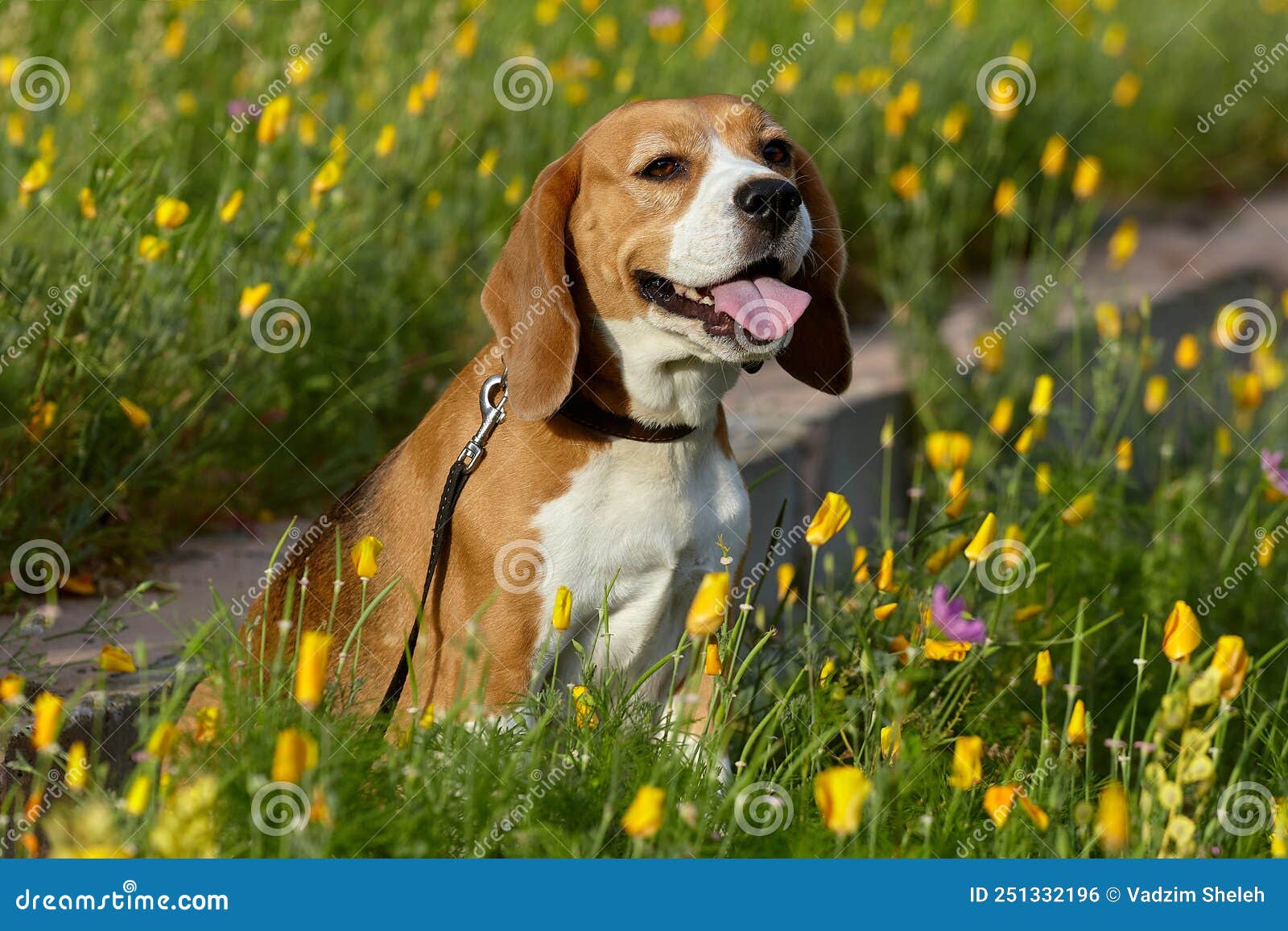 Charming Beagle Dog in Summer among Flowers Stock Photo - Image of care ...