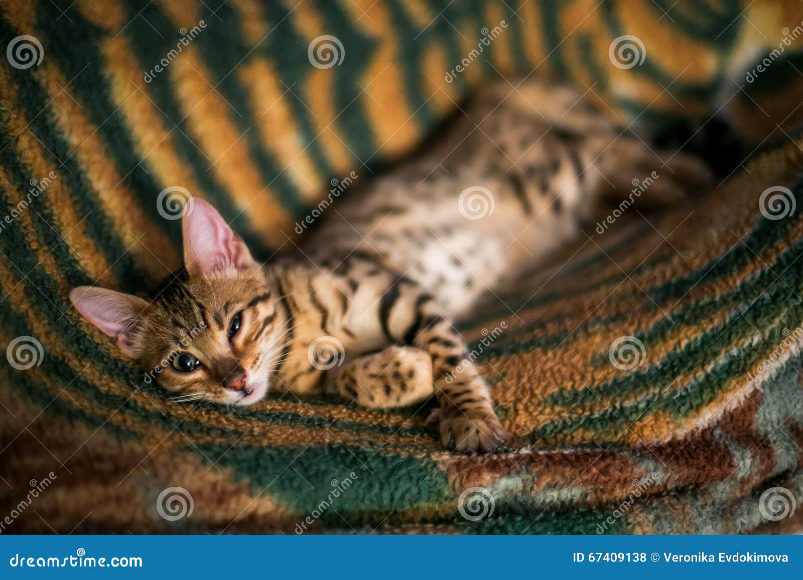 Charming bengal cat stock photo. Image of kitten, beautiful - 67409138