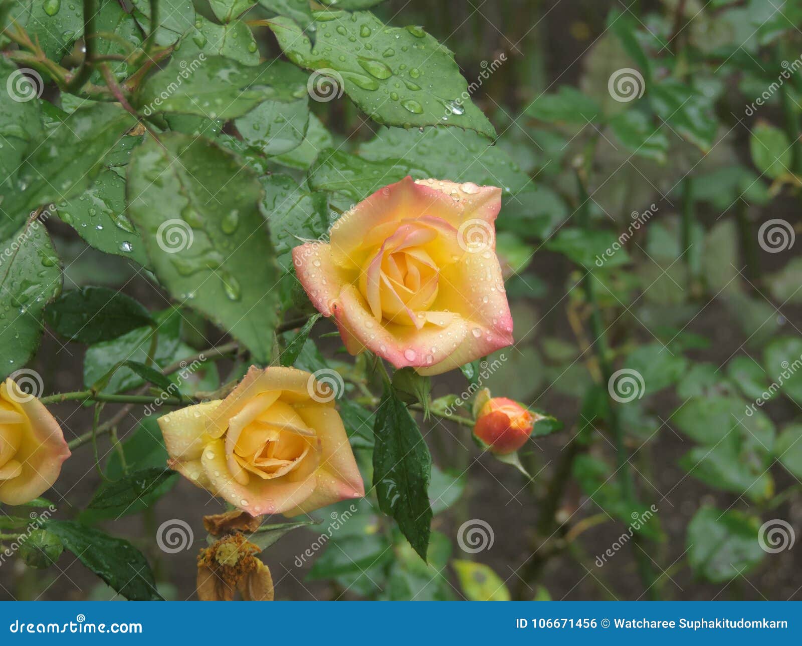 Charming Bicolor rose. stock photo. Image of outstanding - 106671456