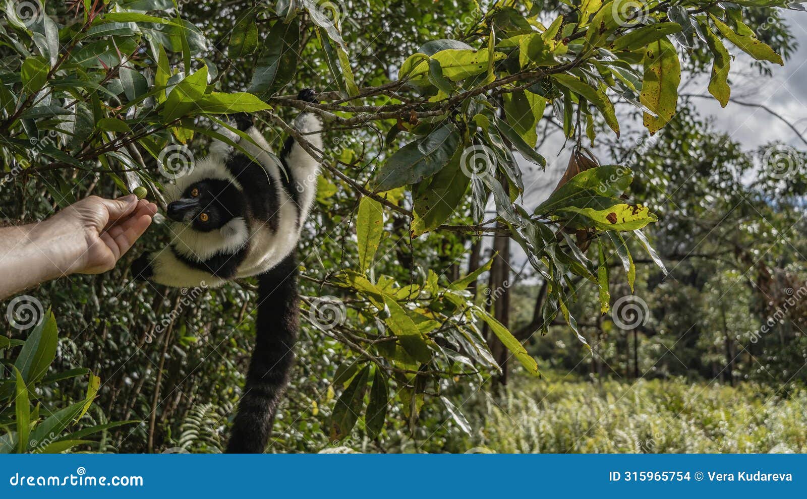 The Charming Black and White Lemur Vari is Hanging on a Tree Stock ...