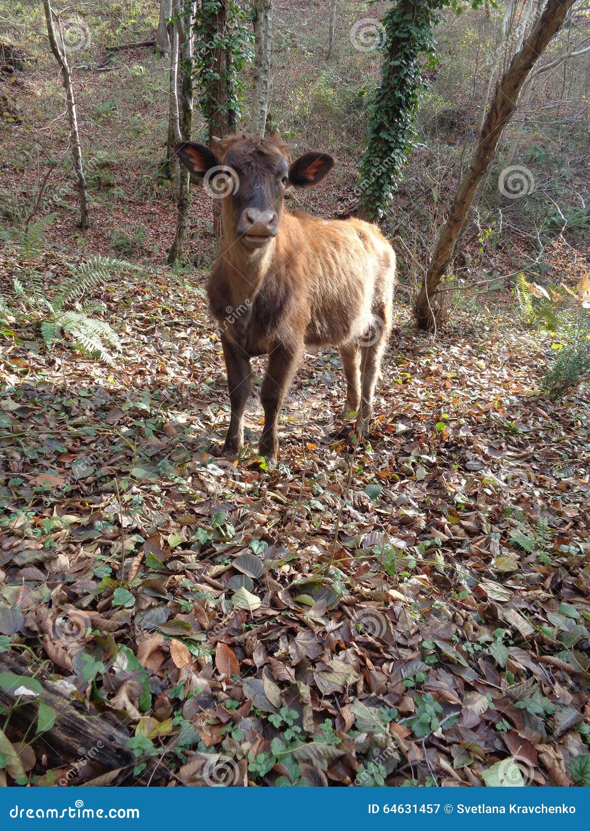 Charming Calf in the Forest Stock Image - Image of trees, fauna: 64631457