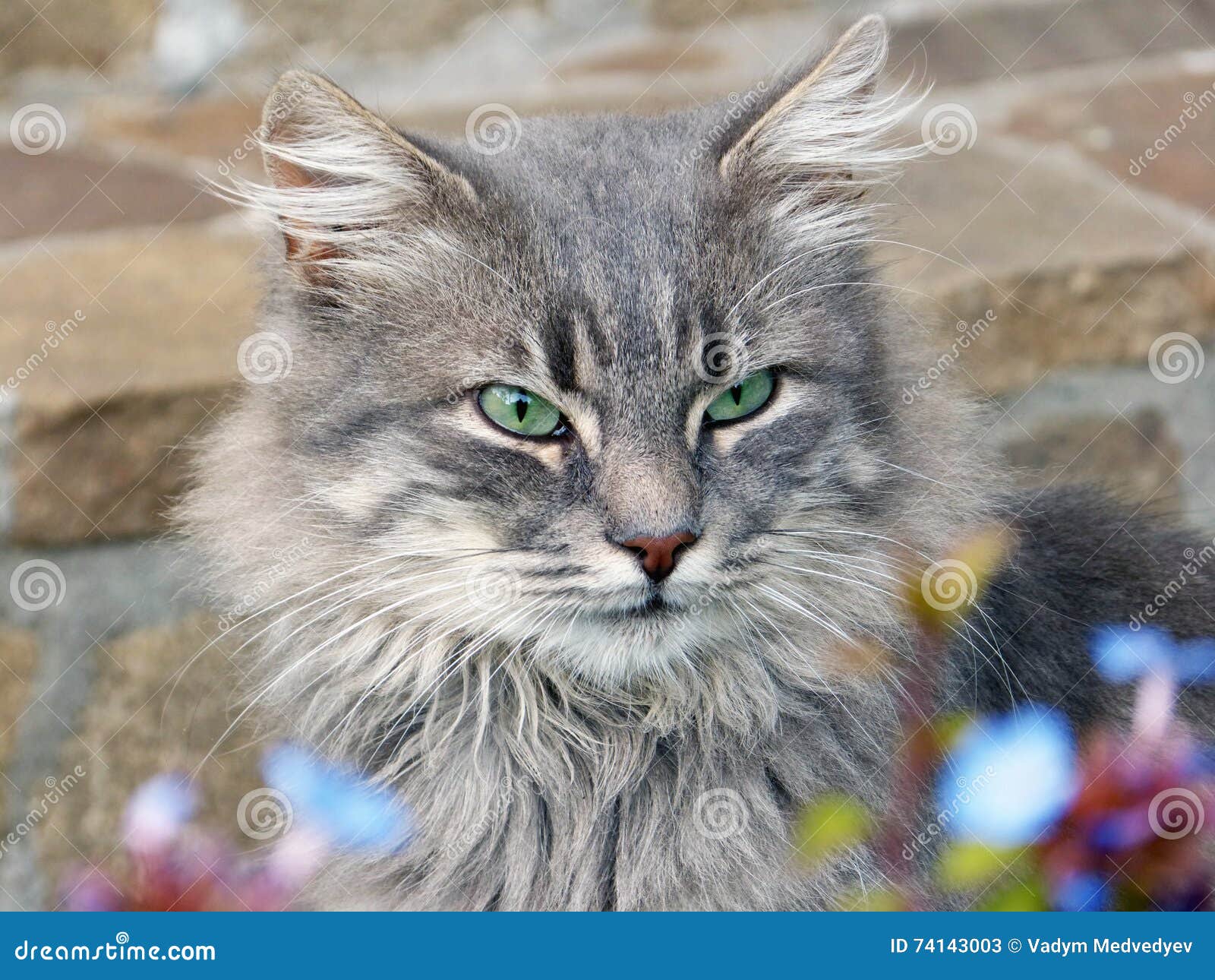 Charming cat in flowers stock image. Image of backgrounds - 74143003