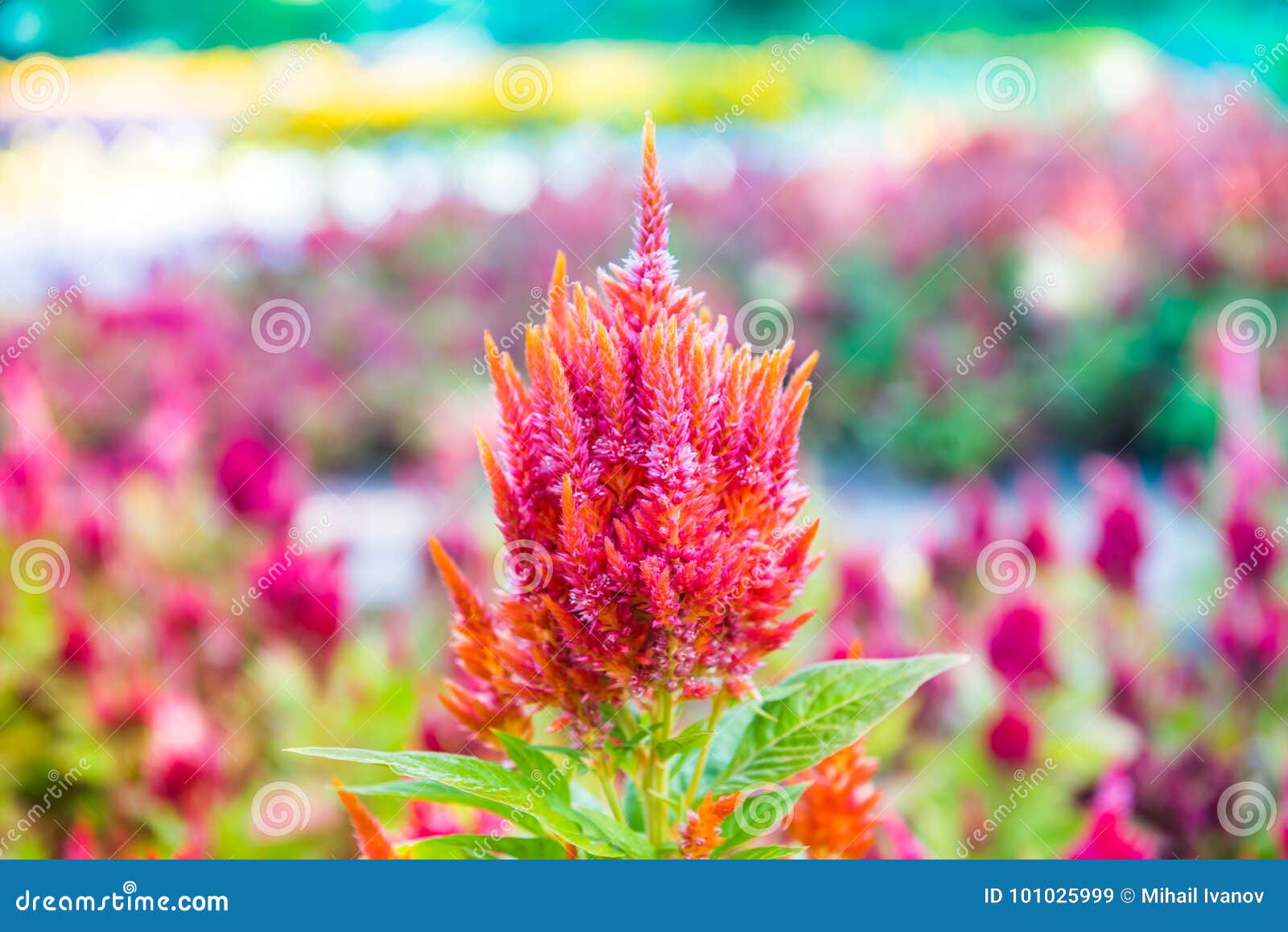 Dwarf Celosia, Celosia Plumosa Stock Image - Image of amaranth, making ...