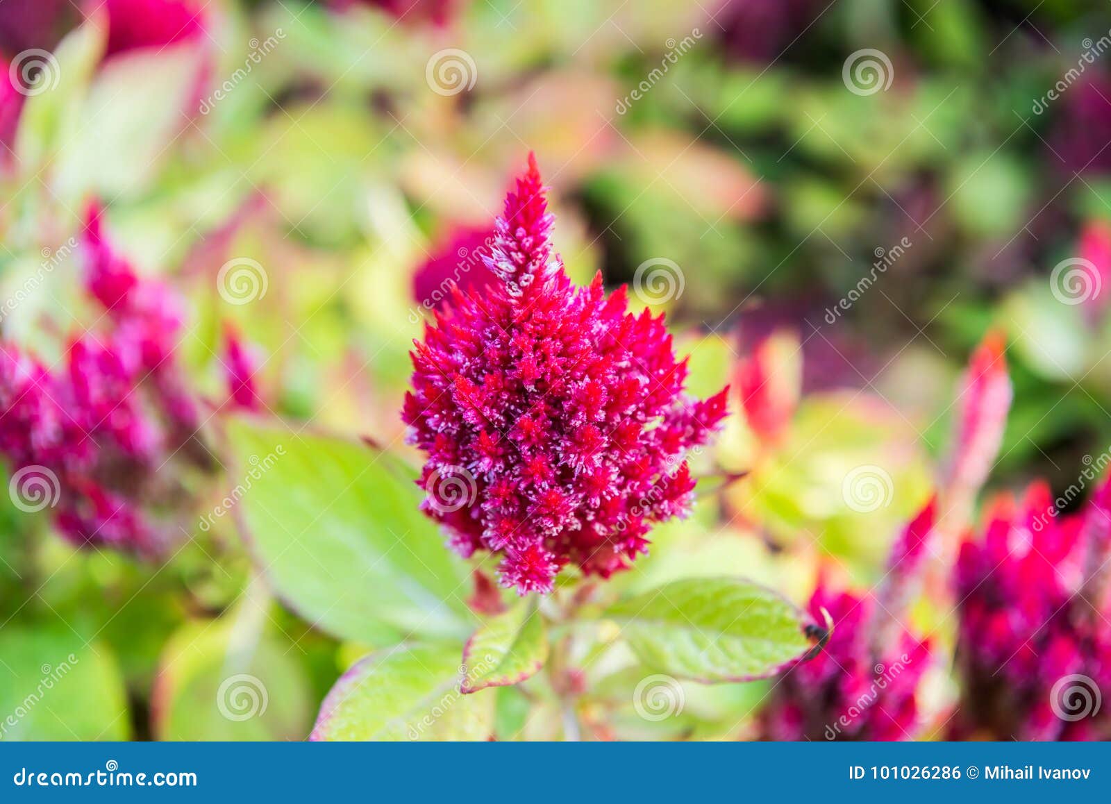 Dwarf Celosia, Celosia Plumosa Stock Photo - Image of providing, last ...