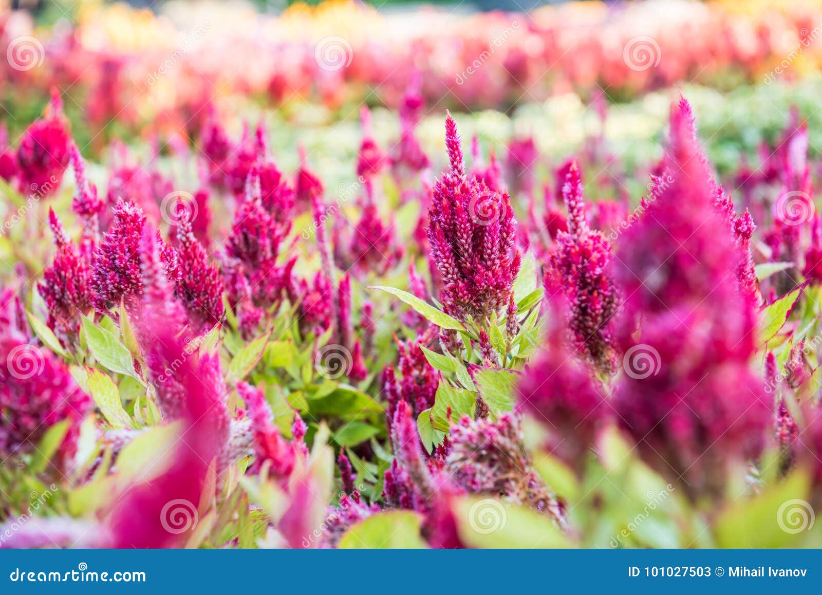 Dwarf Celosia, Celosia Plumosa Stock Image - Image of eight, color ...