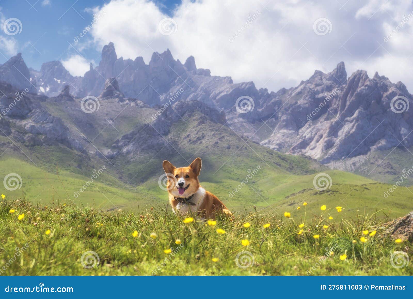 Charming Corgi Dog in Flowers in Spring Mountains Stock Image - Image ...