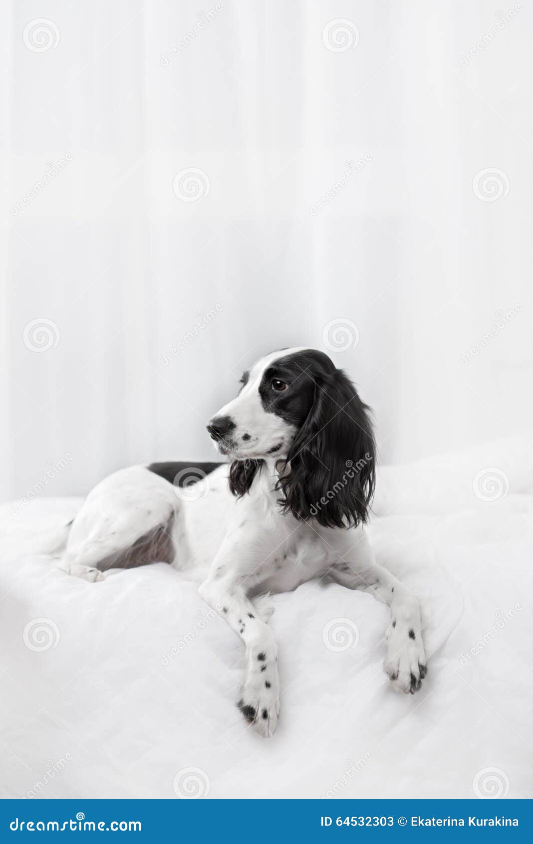 Black And White Spotted Dog Breeds