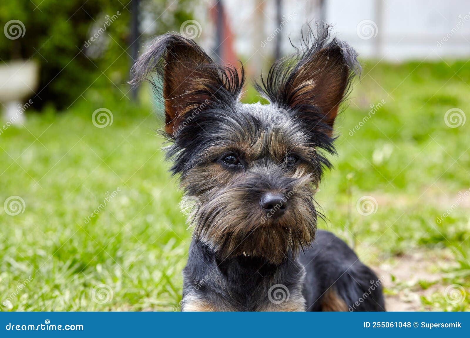 Charming dog at yard stock photo. Image of animal, head - 255061048