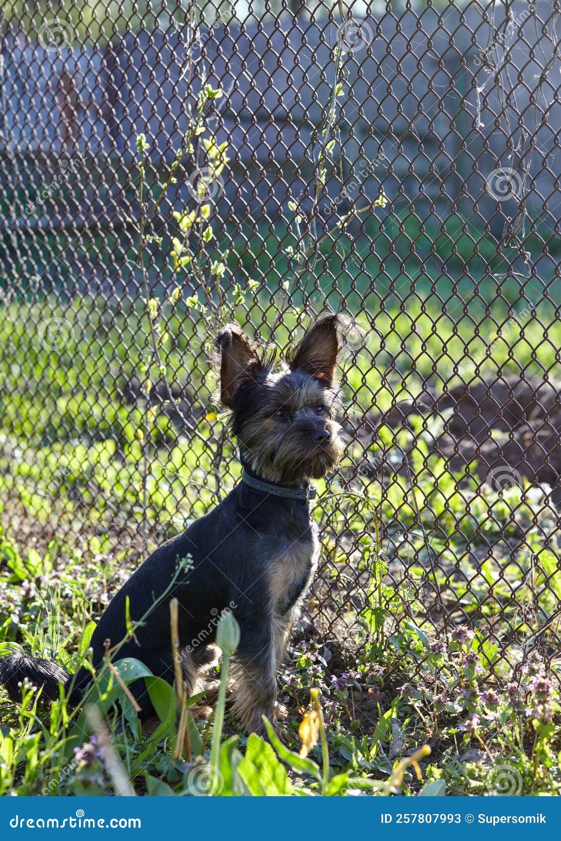 Charming dog at yard stock image. Image of charming - 257807993