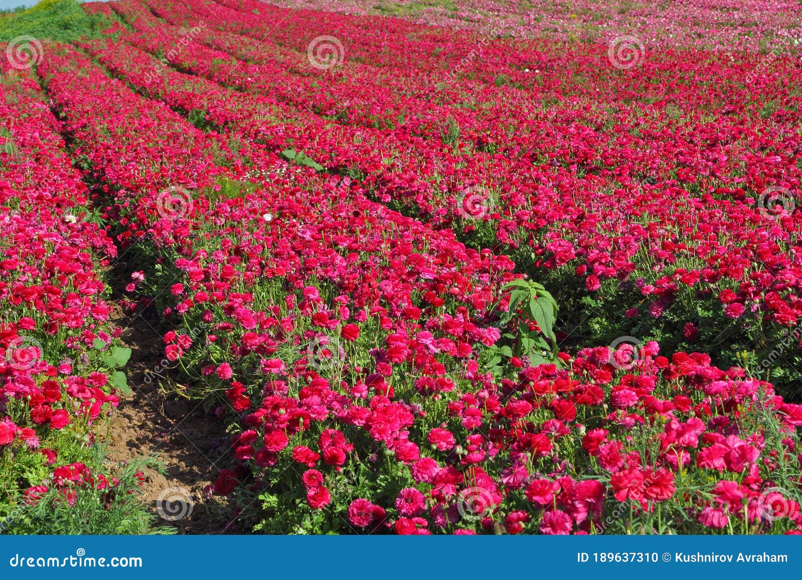 Pink Buttercups In Studio Stock Photography | CartoonDealer.com #178517918