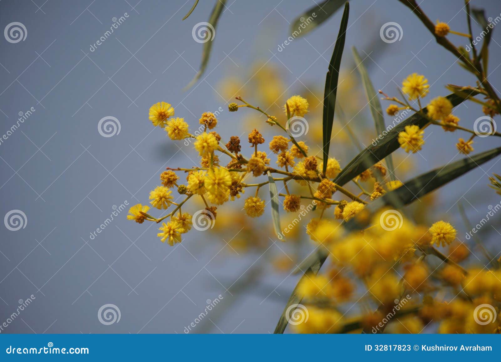 Charming Flowers on the Dim Background Stock Image - Image of copy ...