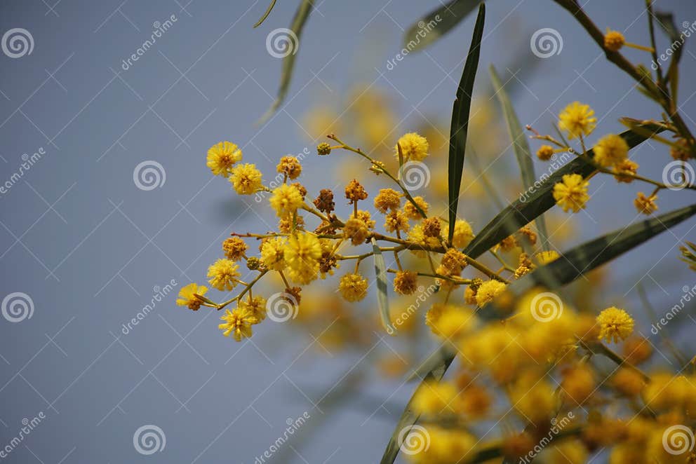 Charming Flowers on the Dim Background Stock Image - Image of copy ...