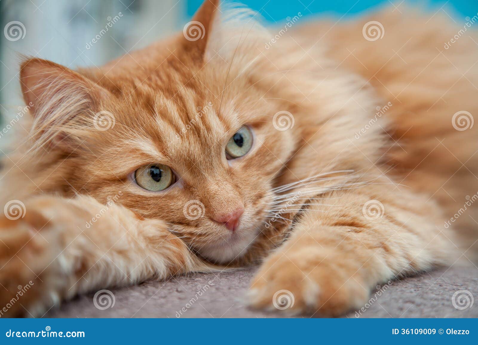 Charming fluffy ginger cat stock image. Image of facial - 36109009