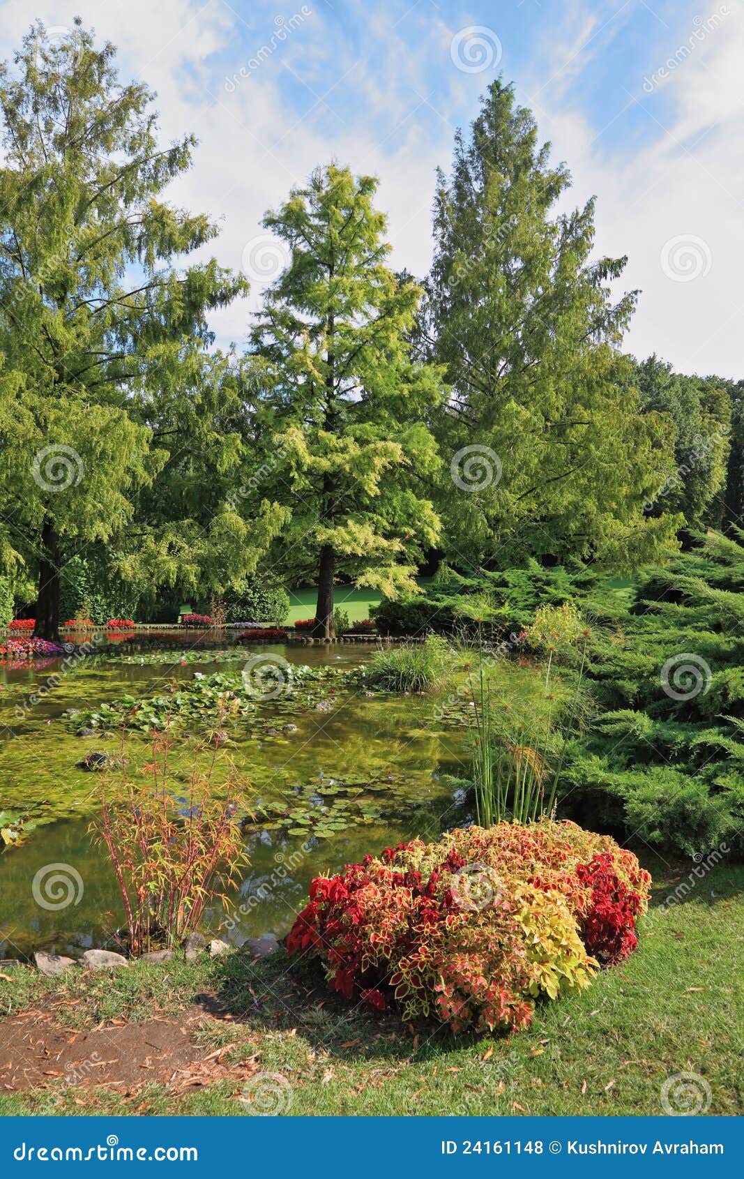 Charming Fur-trees at a Silent Pond Stock Photo - Image of color, green ...