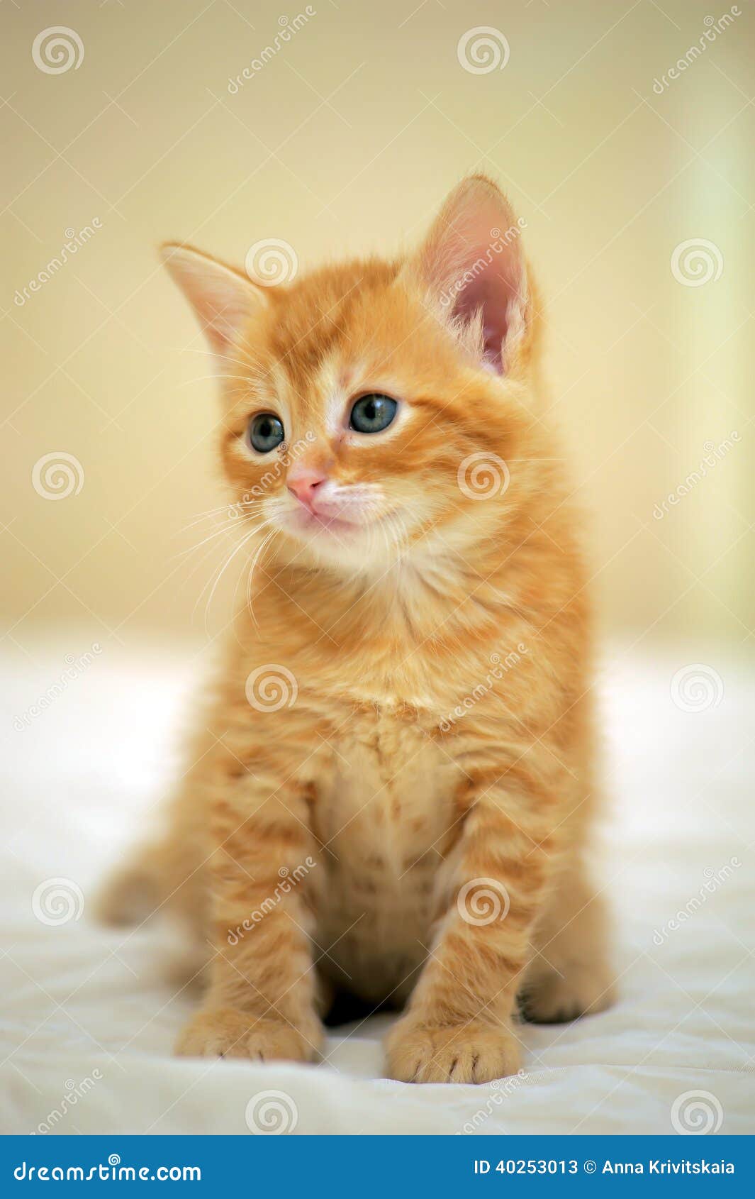 Charming ginger kitten stock image. Image of eyes, alert - 40253013