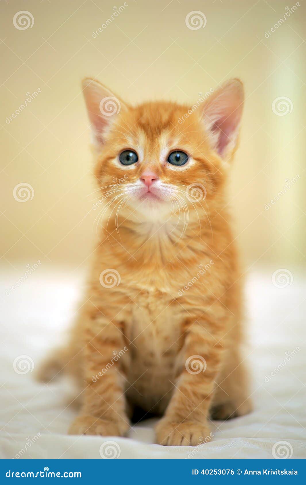 Charming ginger kitten stock photo. Image of cool, eyes - 40253076