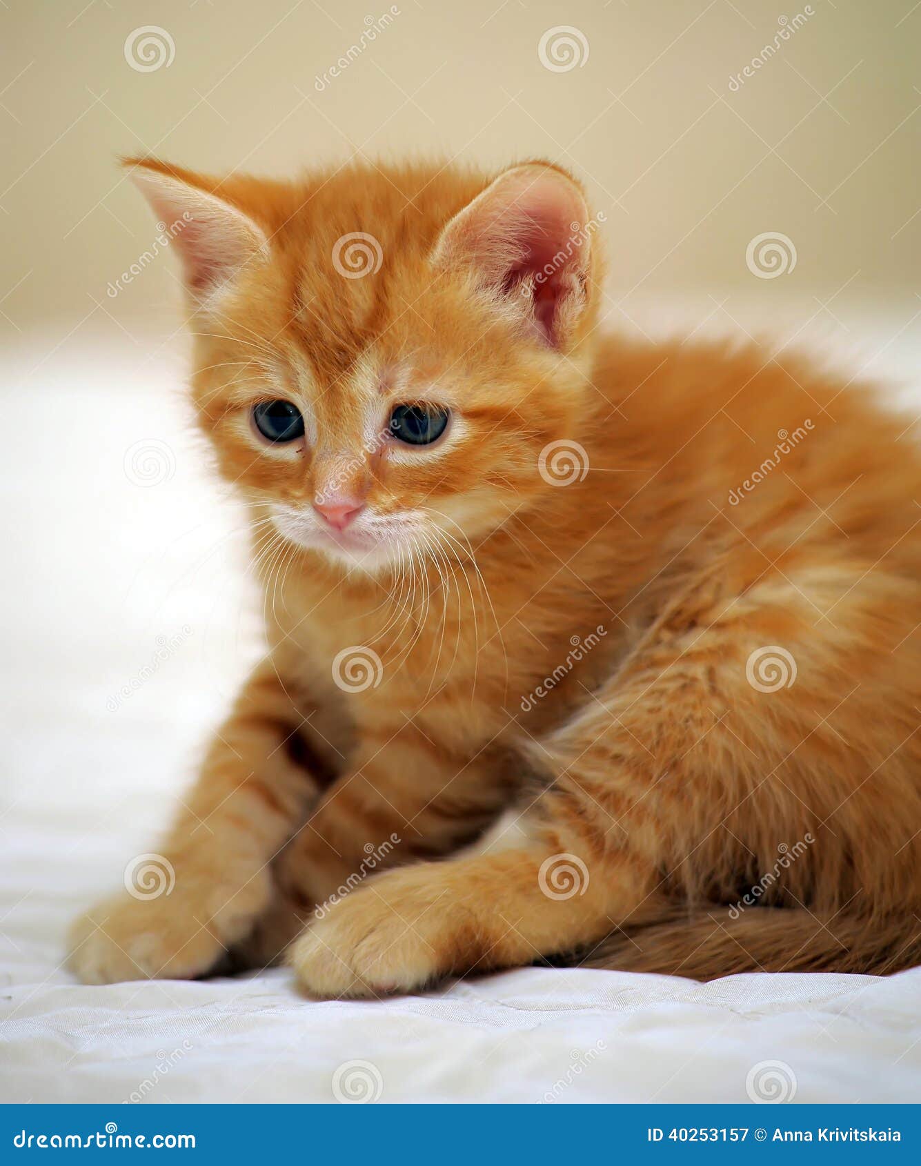 Charming ginger kitten stock image. Image of bright, gaze - 40253157
